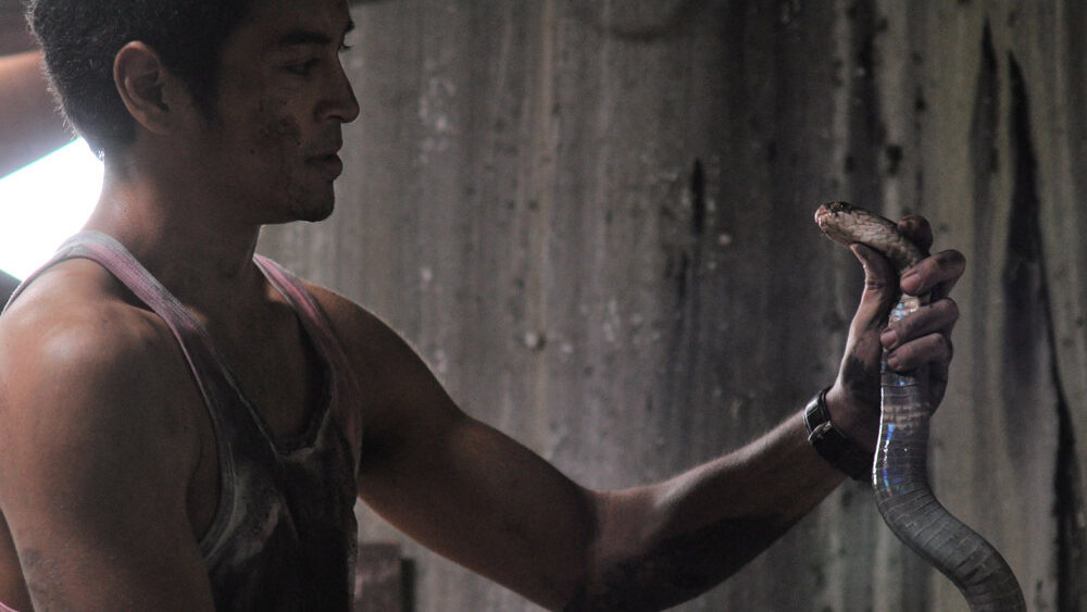 The Intruder— the Killer Snake Movie Nobody Watched | Tilt Magazine