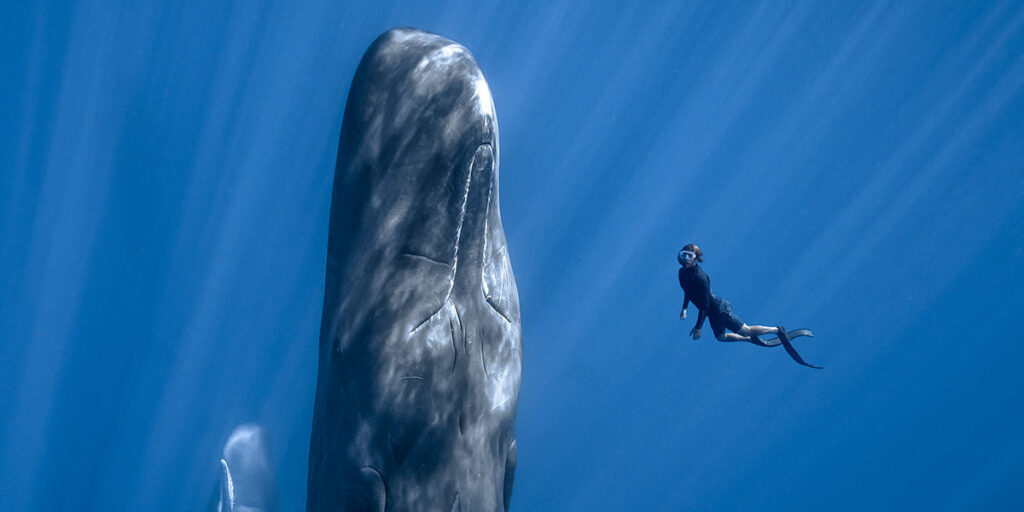 Patrick and the Whale Tepidly Dives Below the Surface